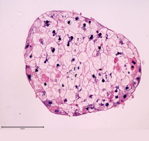 Mini Liver – Pandorum Technologies